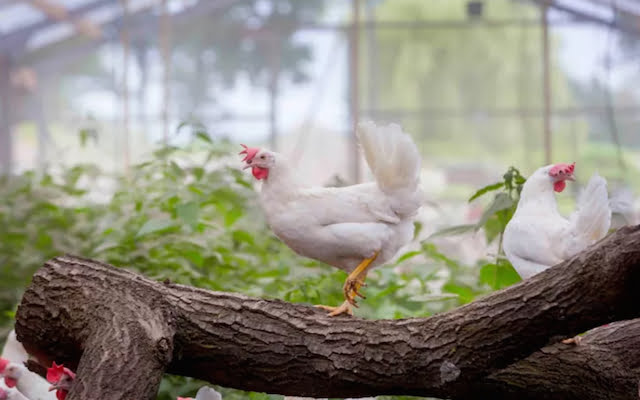 Kipster is de stal van de toekomst
