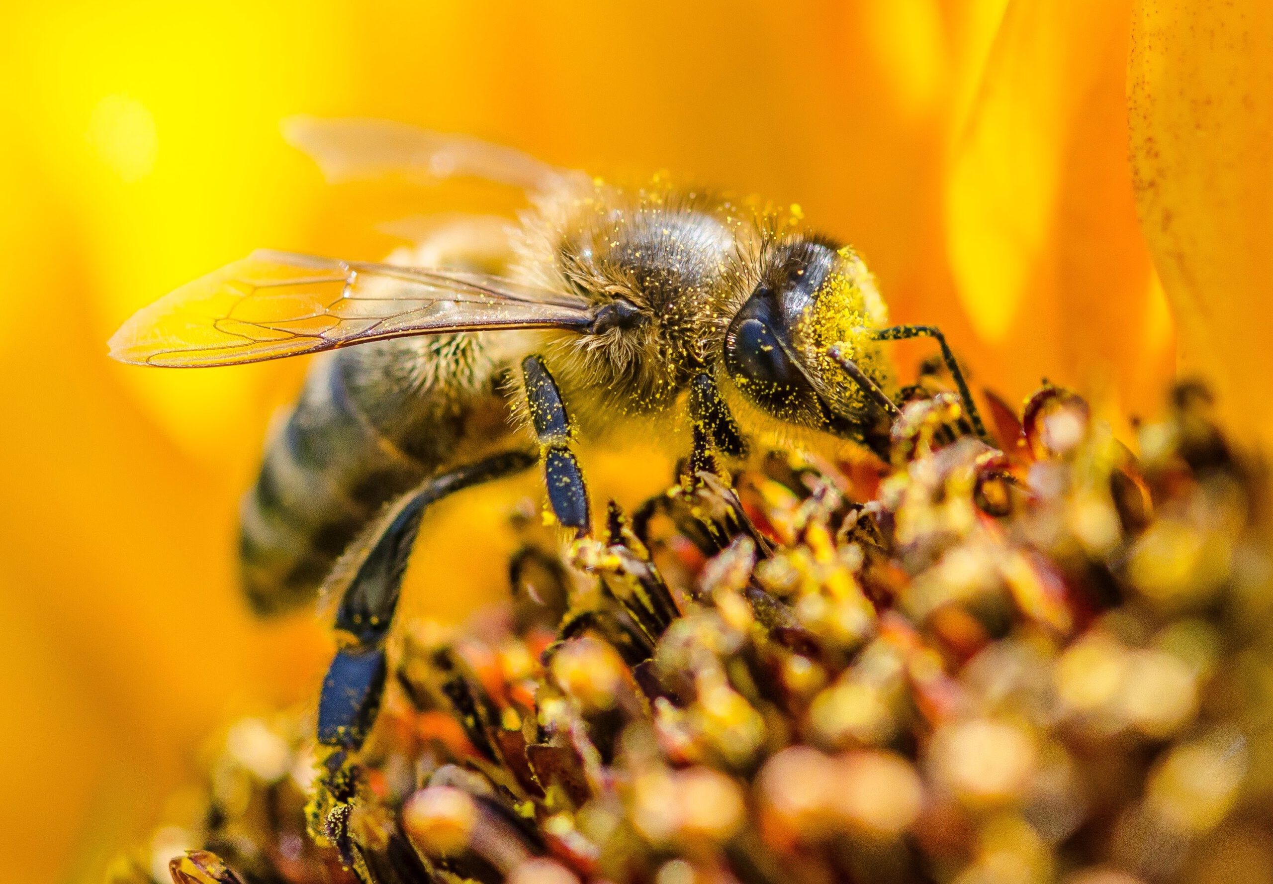 Het is bijna weer zover: we gaan bloemen zaaien voor de bijen - HetkanWEL