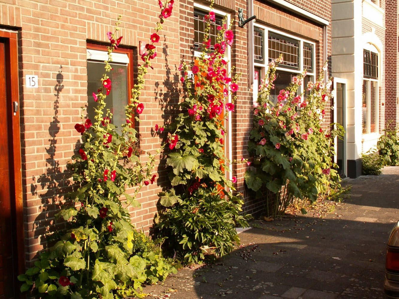 Raymond wil 1000 geveltuinen aanleggen in Rotterdam - HetkanWEL