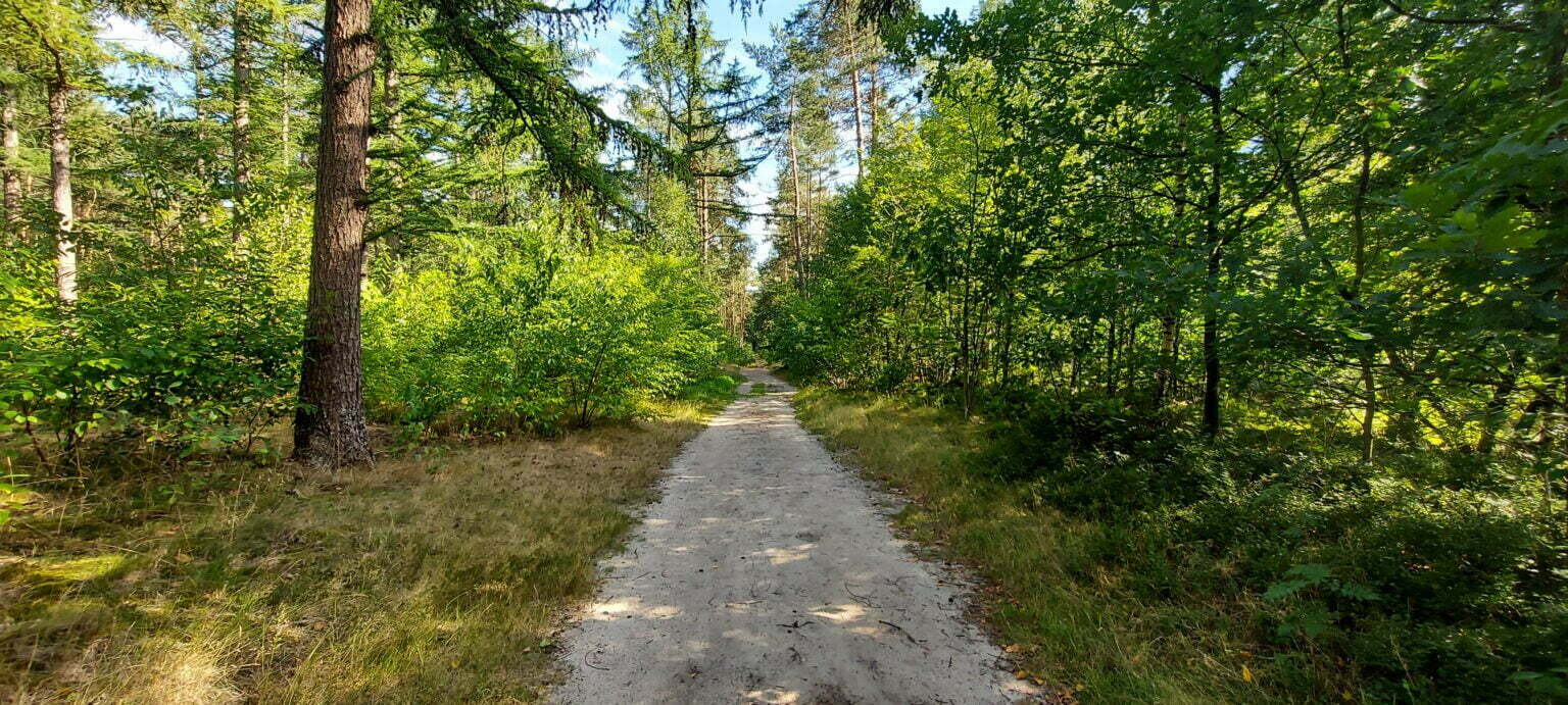 Joost laat mensen de kracht van bosbaden ervaren