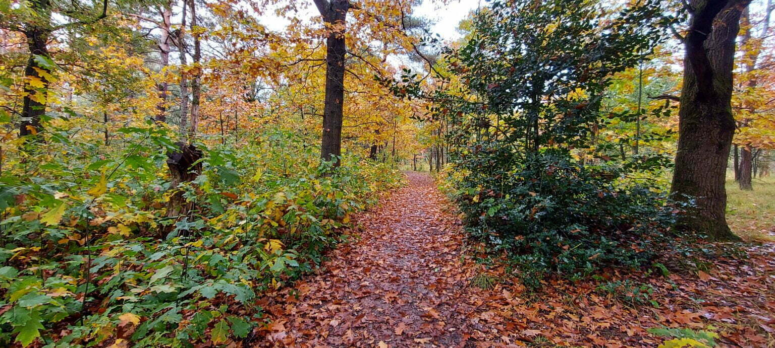 Joost laat mensen de kracht van bosbaden ervaren