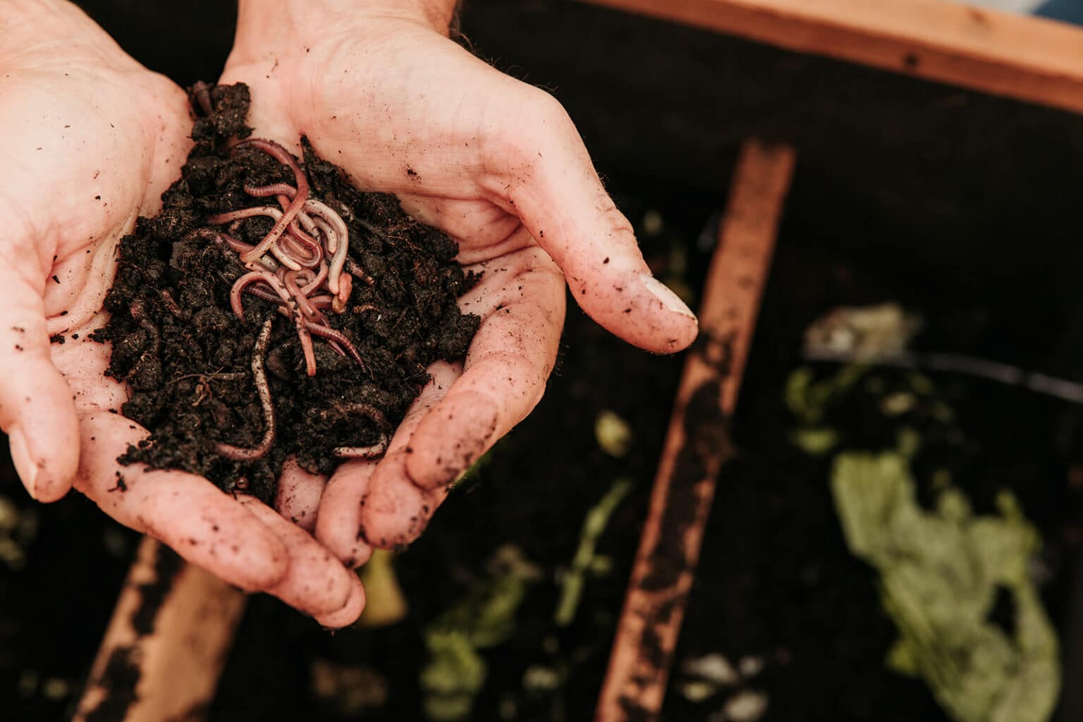 Emiel zei z'n baan op om compostwormen te verkopen