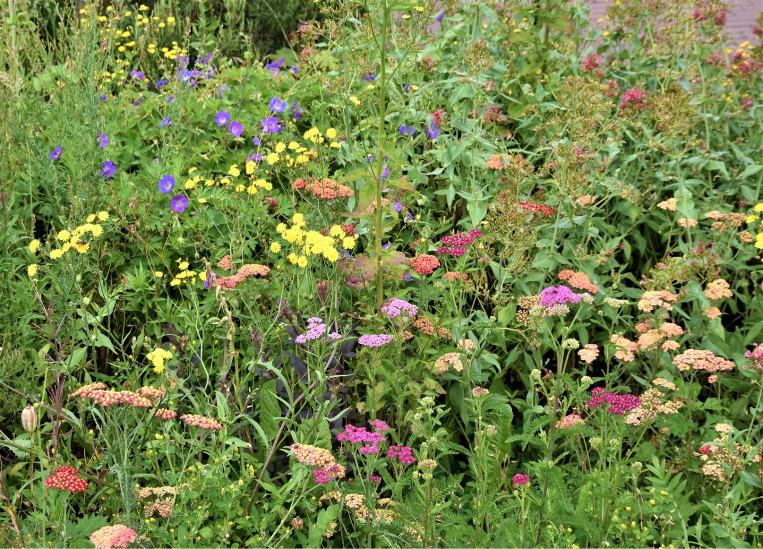 Je buurt vergroenen | Tips | Leiden | HetkanWEL