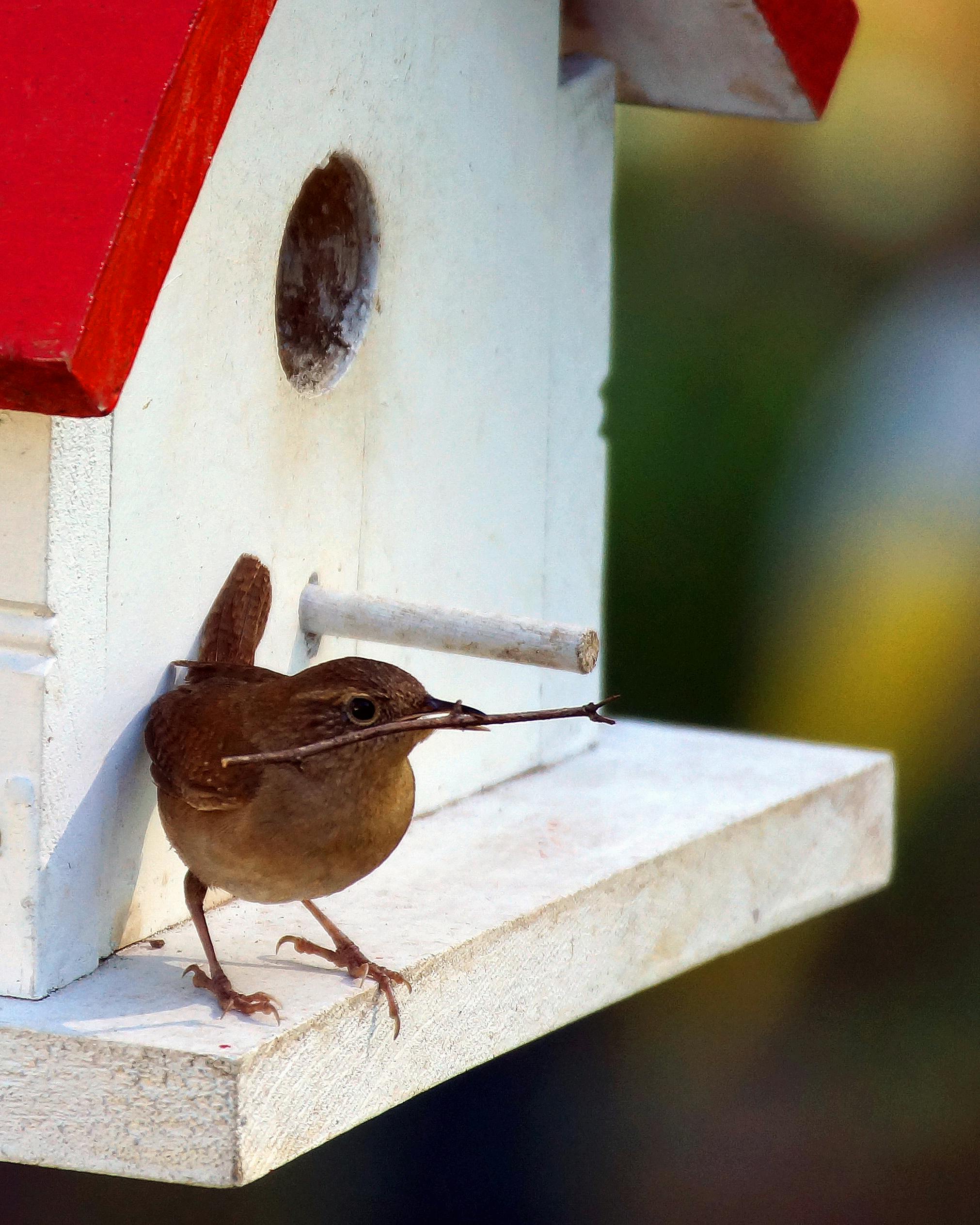 Een vogelhuisje in je tuin: 10 tips voor de juiste afmetingen én het vinden van de perfecte plek