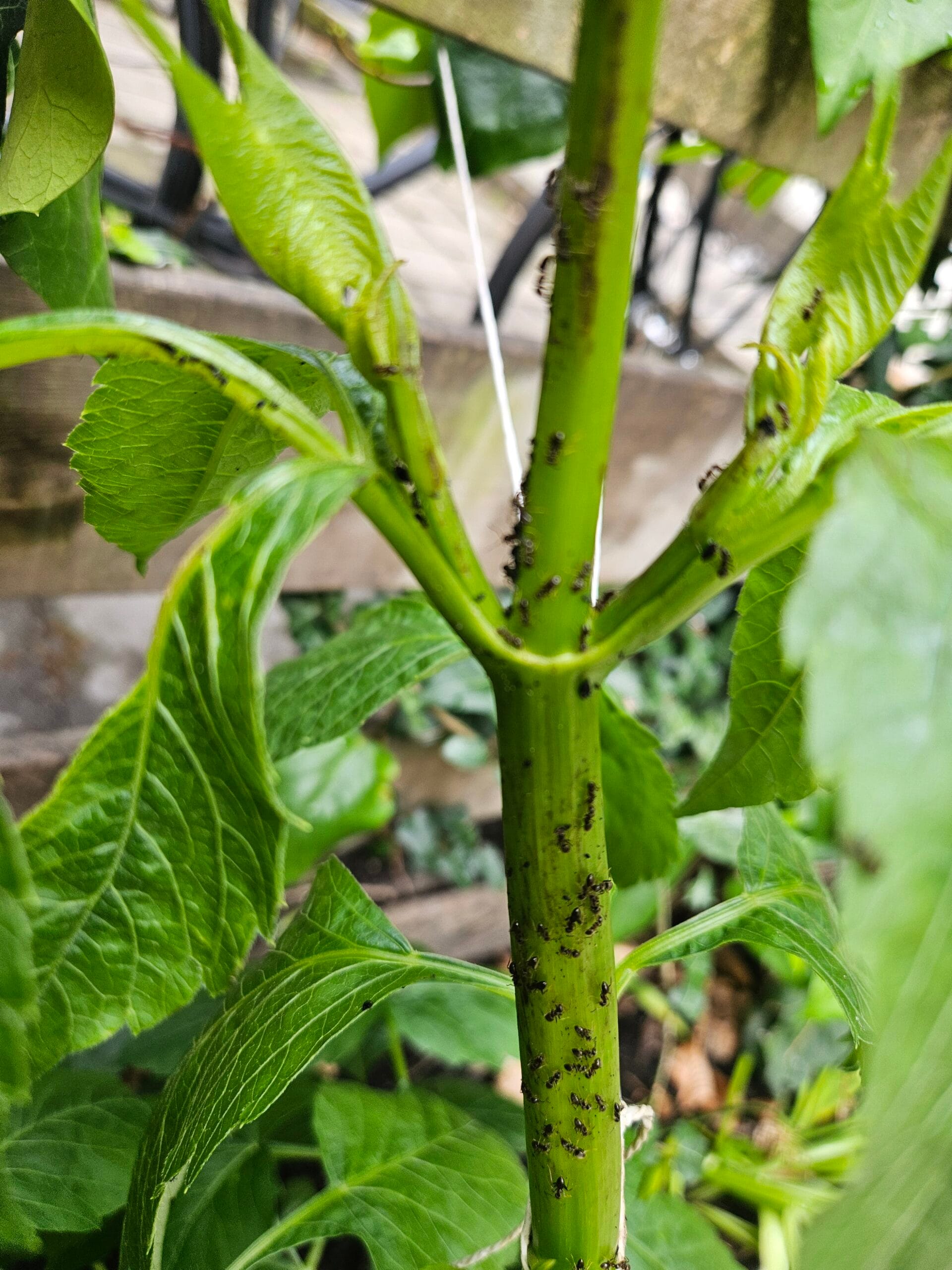 En toen waren er luizen op mijn planten. Hoe kom je daar vanaf?