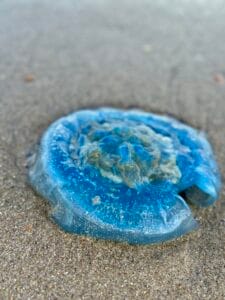 HKW zoekt uit: Wat kun je doen tegen een kwallenbeet?