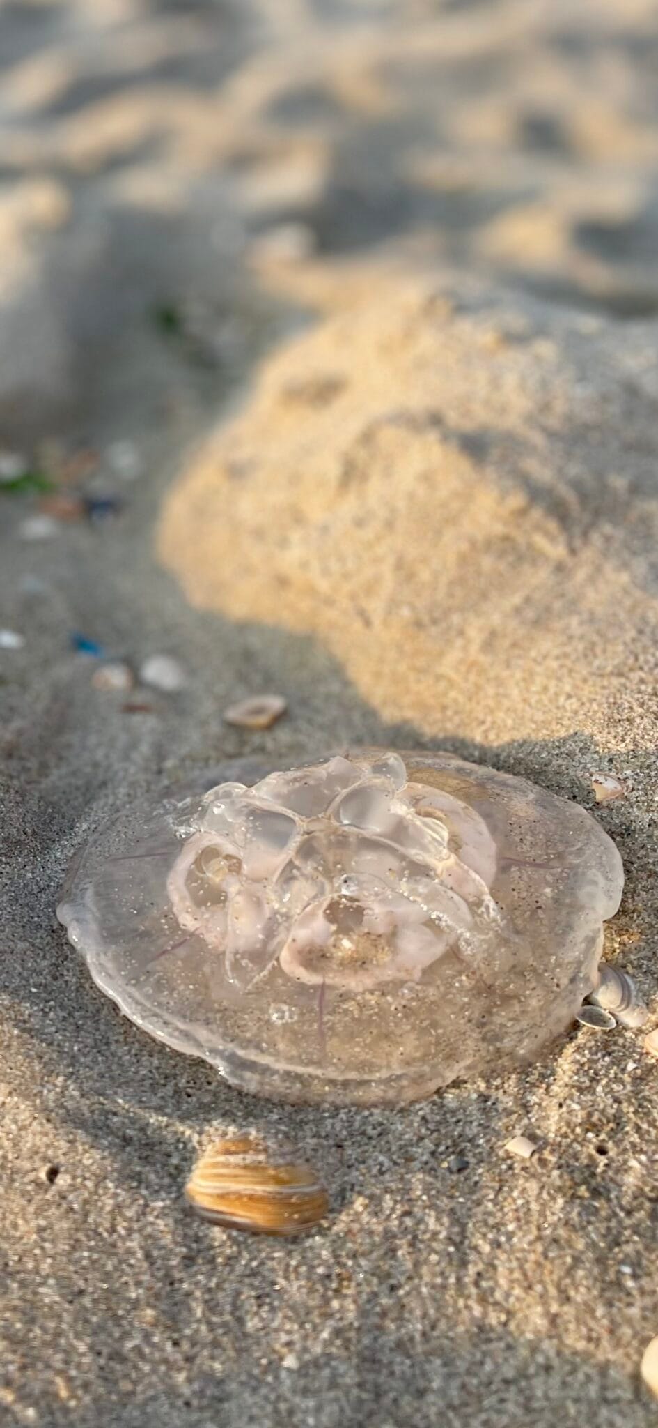 HKW zoekt uit: Wat kun je doen tegen een kwallenbeet?