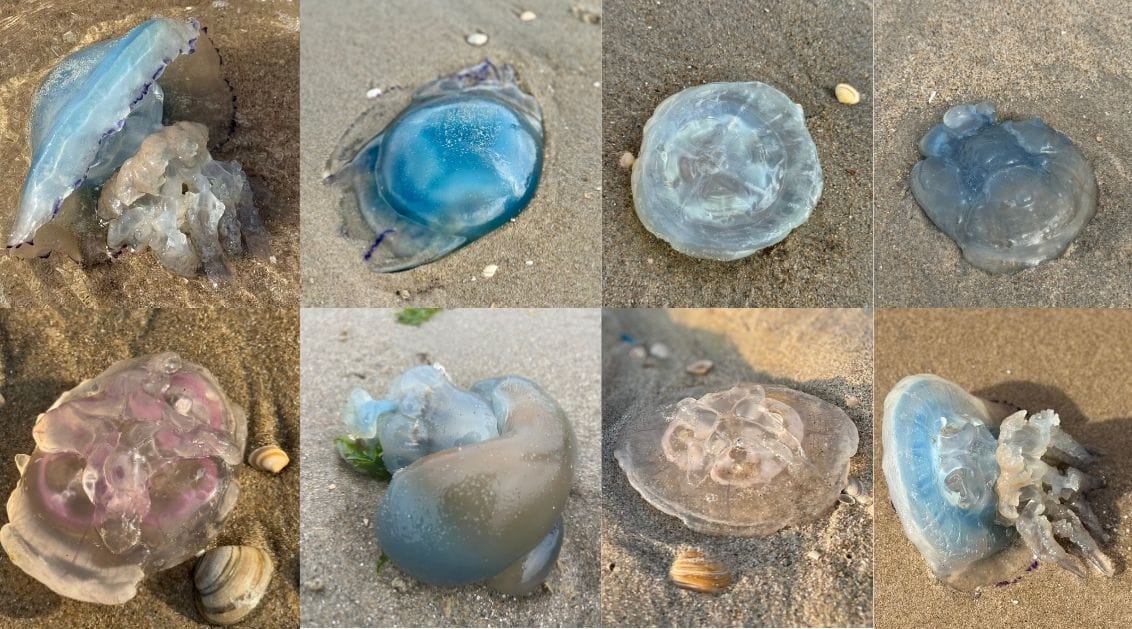 HKW zoekt uit: Wat kun je doen tegen een kwallenbeet?